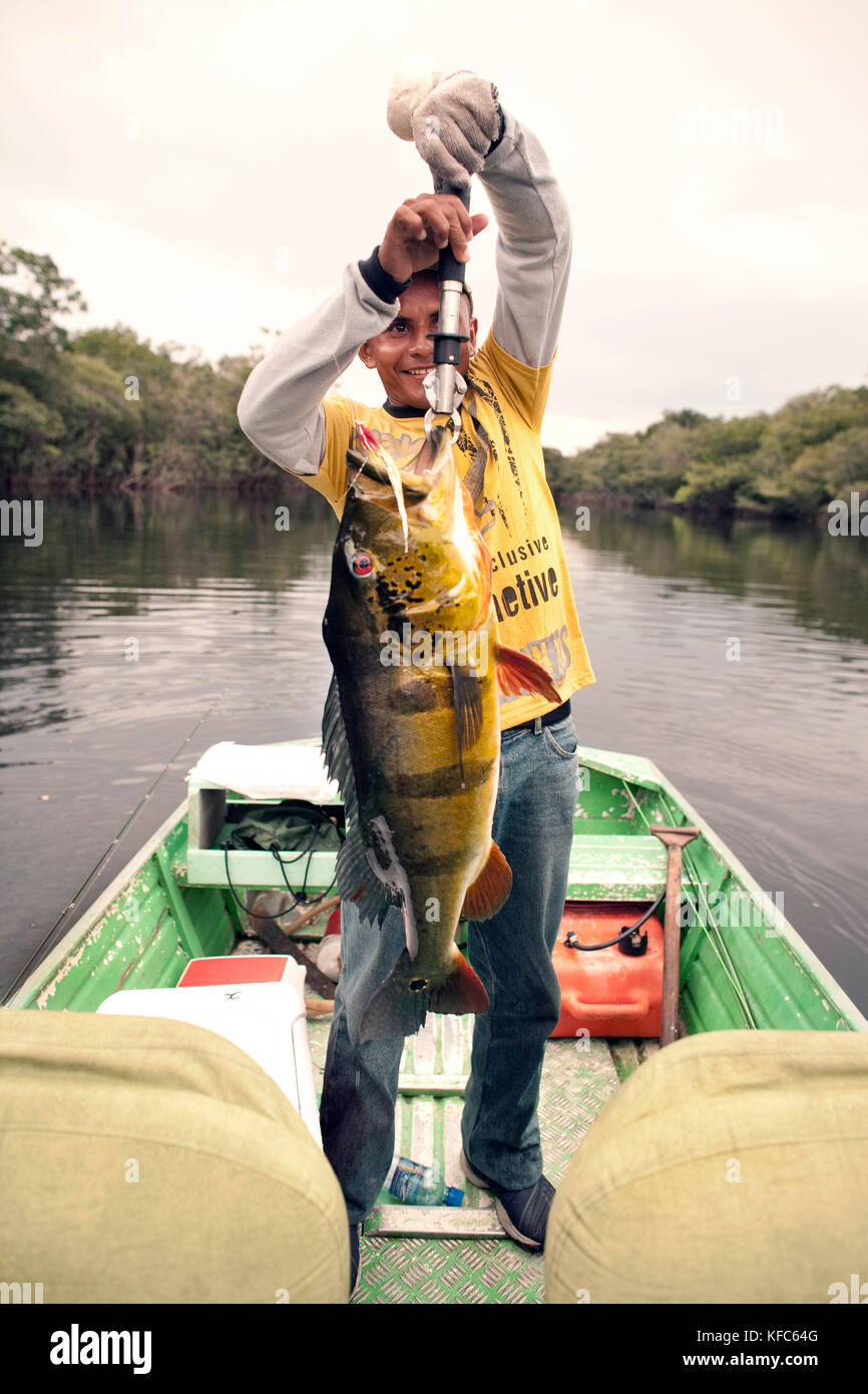 BRAZIL, Agua Boa, fishing guide weighing a Peacock Bass, Agua Boa River ...