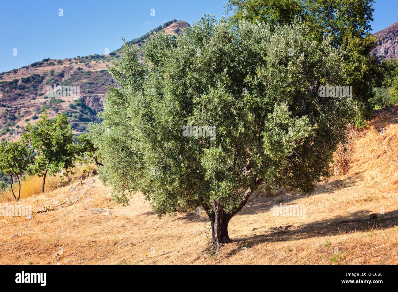 Mediterranean trees: olive and almond in Calabria in dry terrain ...