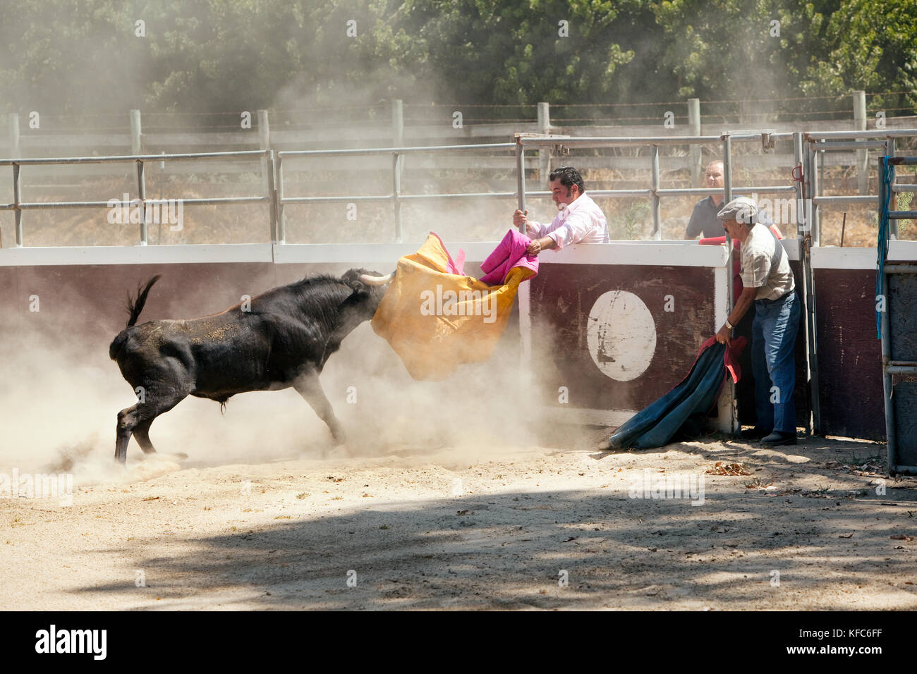 USA, California, fighting a bull at the Dennis Borba bullfighting ...