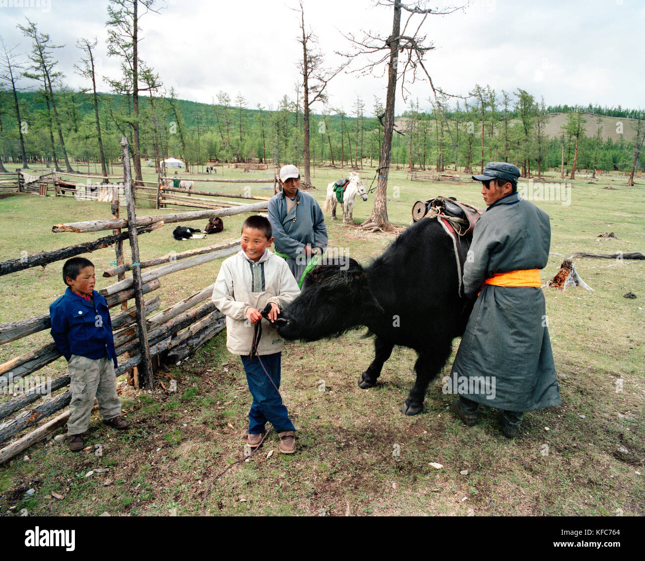 MONGOLIA, Batkhuu's home near Khuvsgul Lake, young man saddling a yak ...