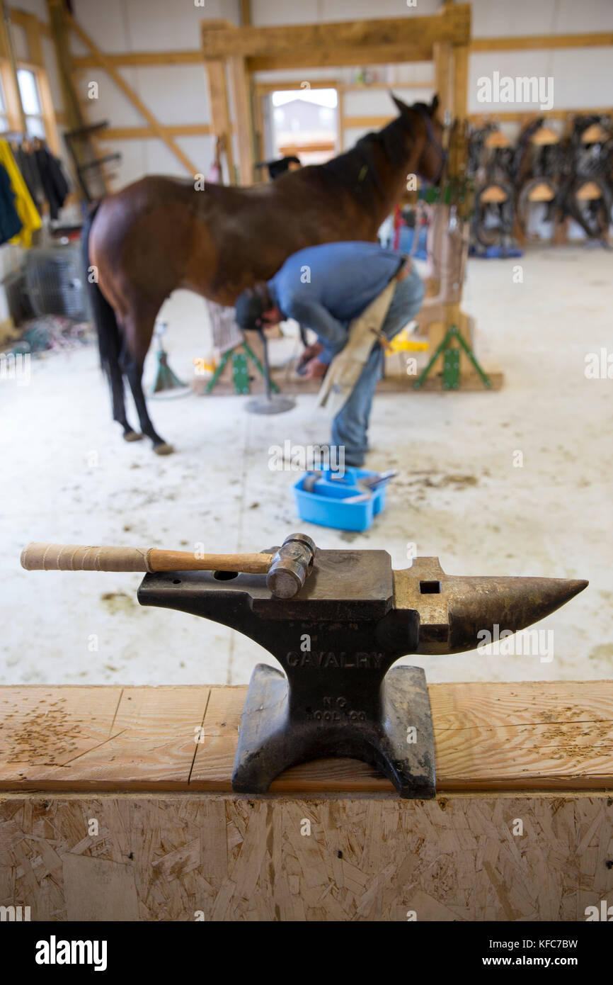 USA, Nevada, Wells, cowboy and wrangler Clay Nannini gives the horses ...