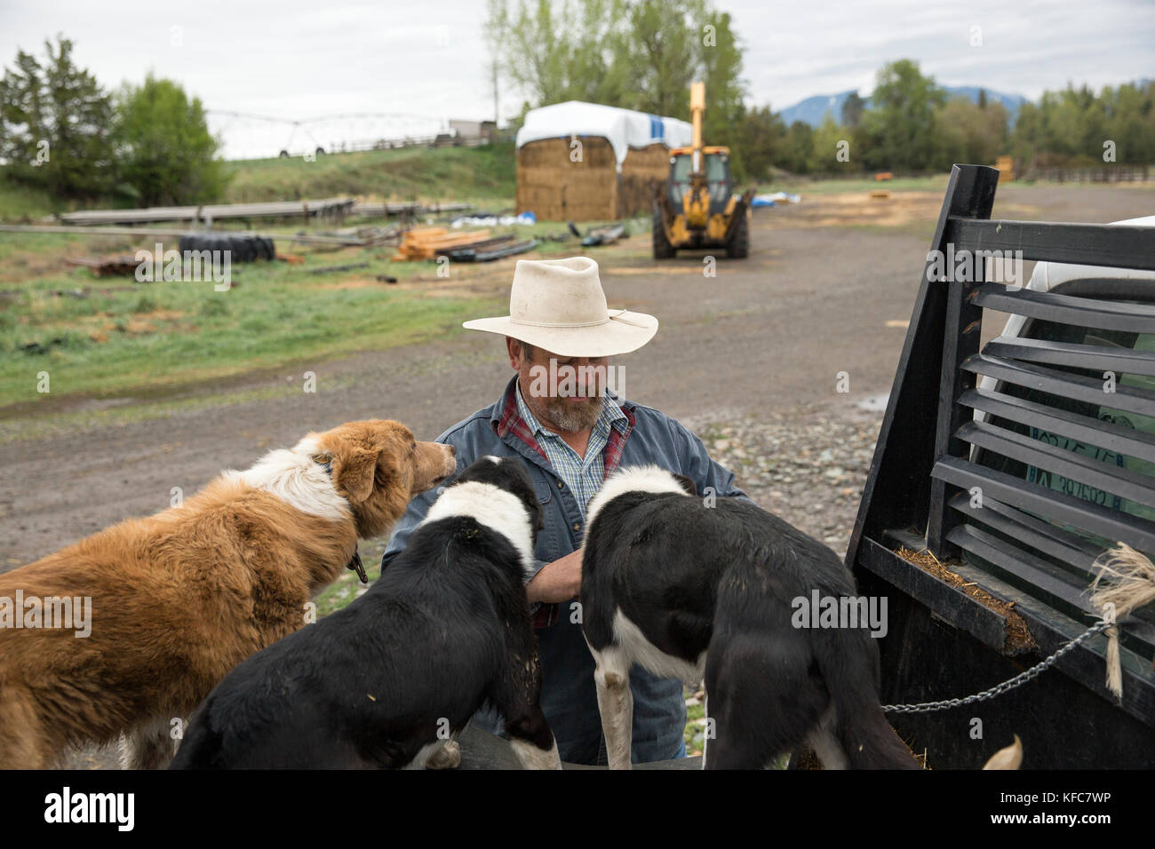 USA, Oregon, Enterprise, Cowboy and Rancher Todd Nash loads his dogs ...