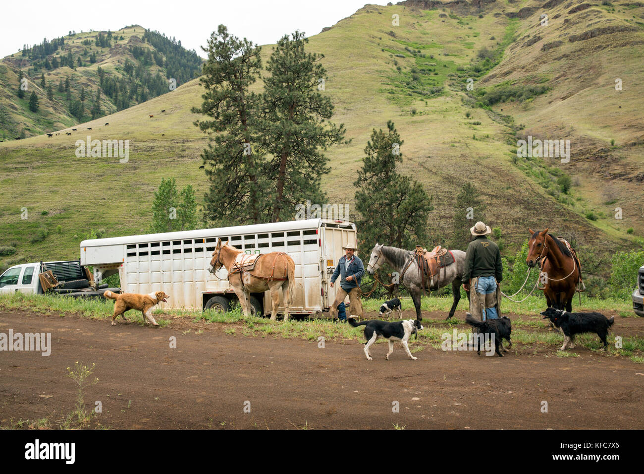 USA, Oregon, Joseph, Cowboys Todd Nash and Cody Ross prepare for a ...
