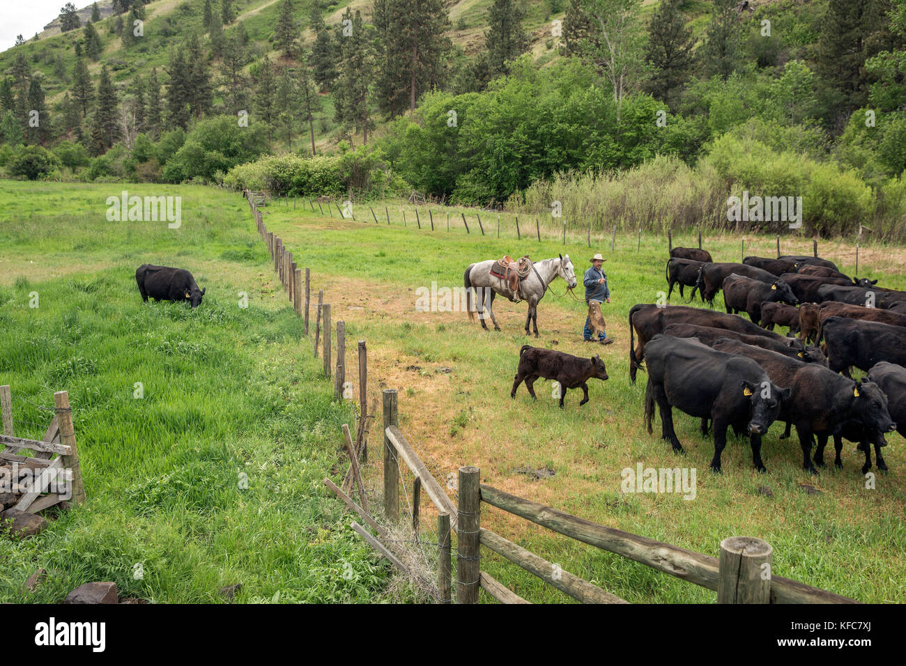 USA, Oregon, Joseph, Cowboy Todd Nash moves his cattle from the Wild ...