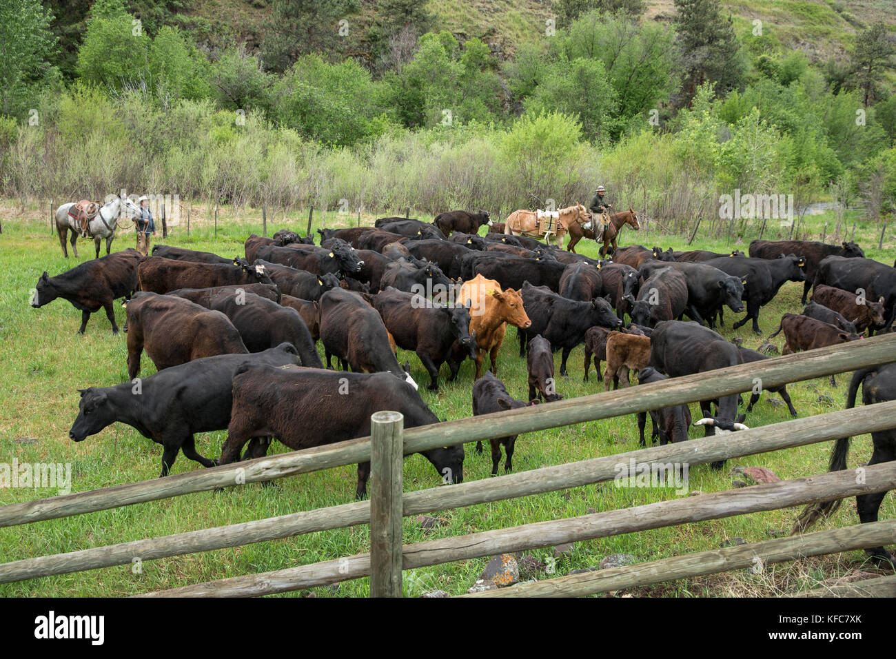 USA, Oregon, Joseph, Cowboys Todd Nash and Cody Ross move cattle from ...