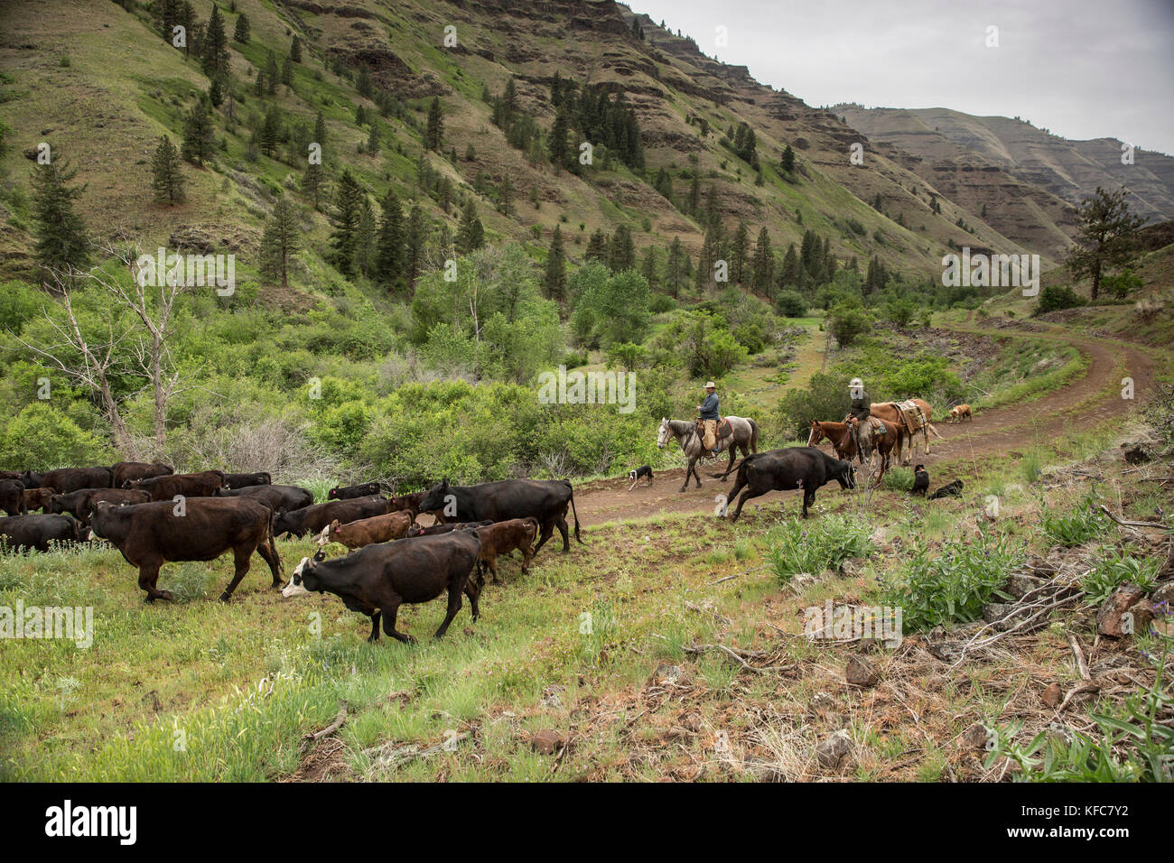 USA, Oregon, Joseph, Cowboys Todd Nash and Cody Ross move cattle from ...