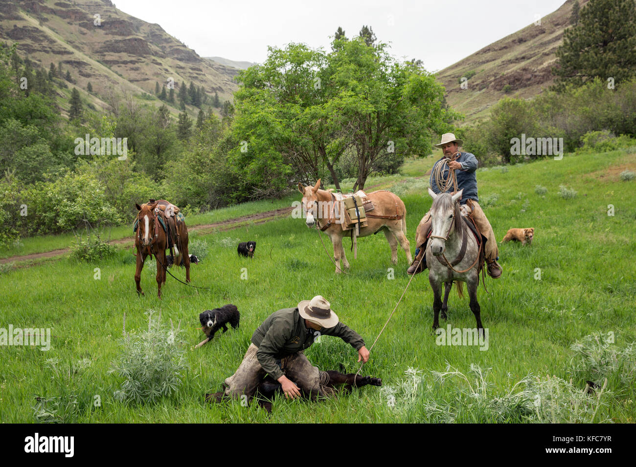 USA, Oregon, Joseph, Cowboys Todd Nash and Cody Ross rope and work on a ...