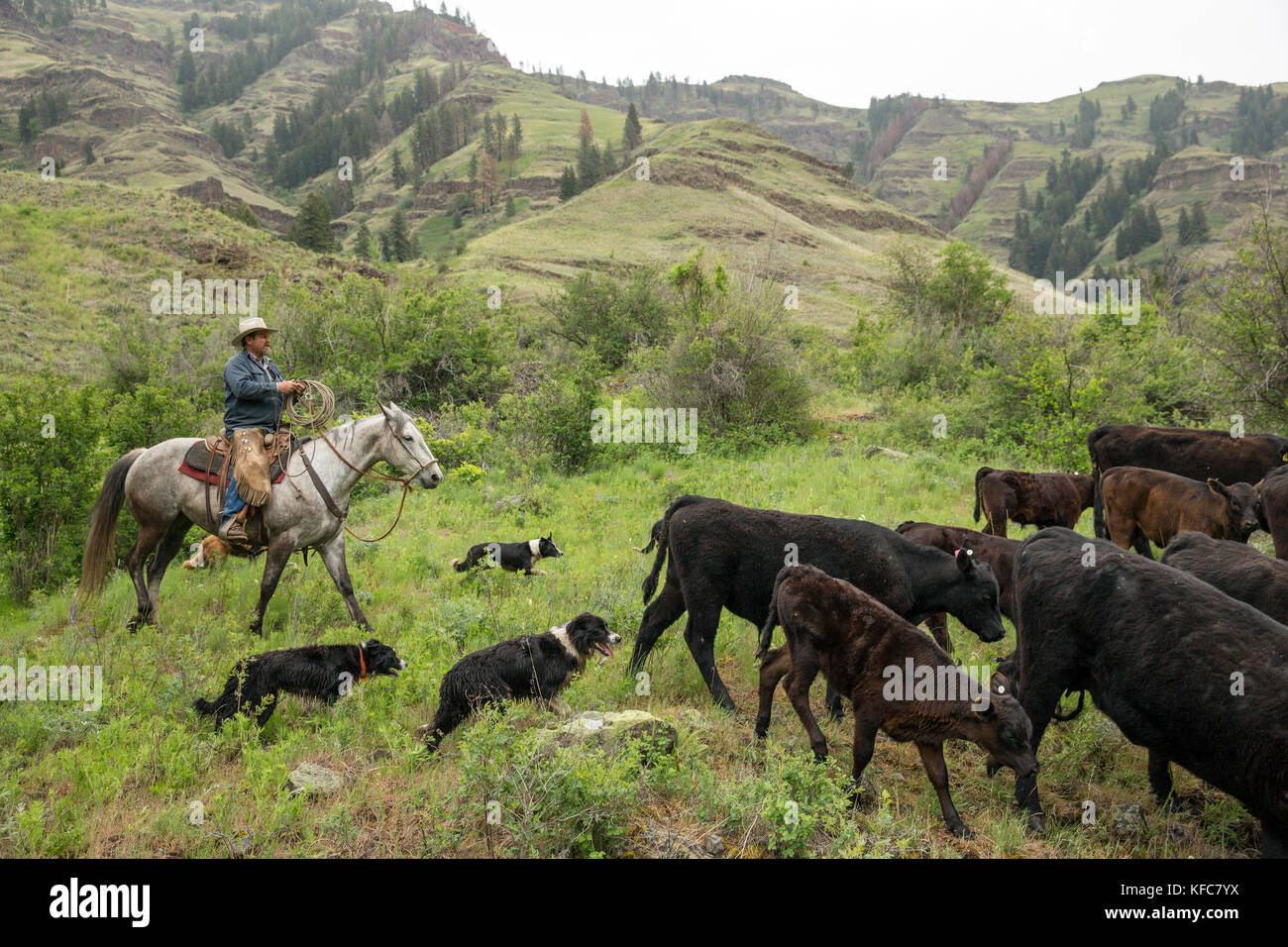 USA, Oregon, Joseph, Cowboy Todd Nash moves his cattle from the Wild ...