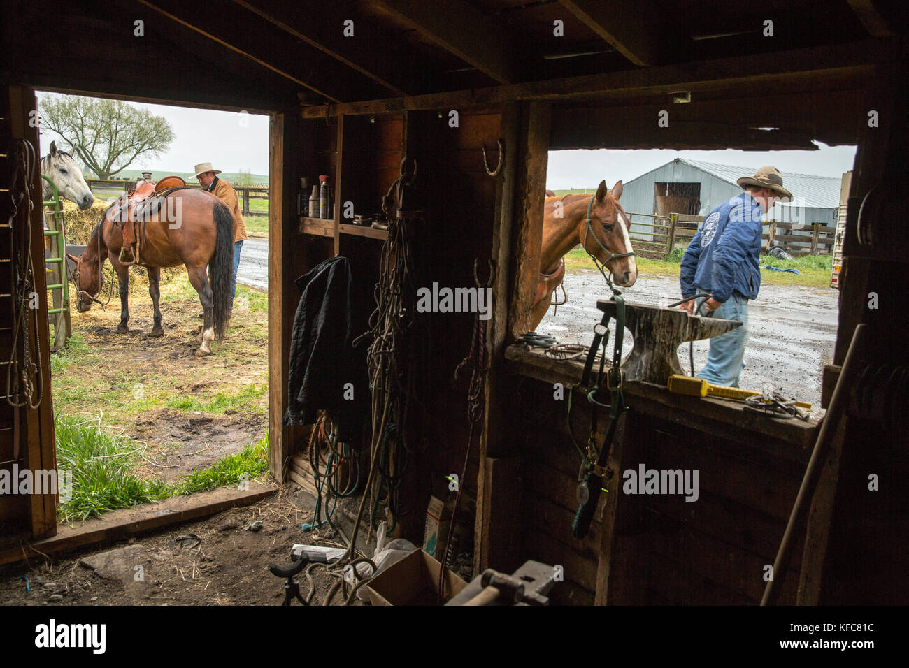 USA, Oregon, Enterprise, Cowboys Todd Nash and Cody Ross unsaddle their ...