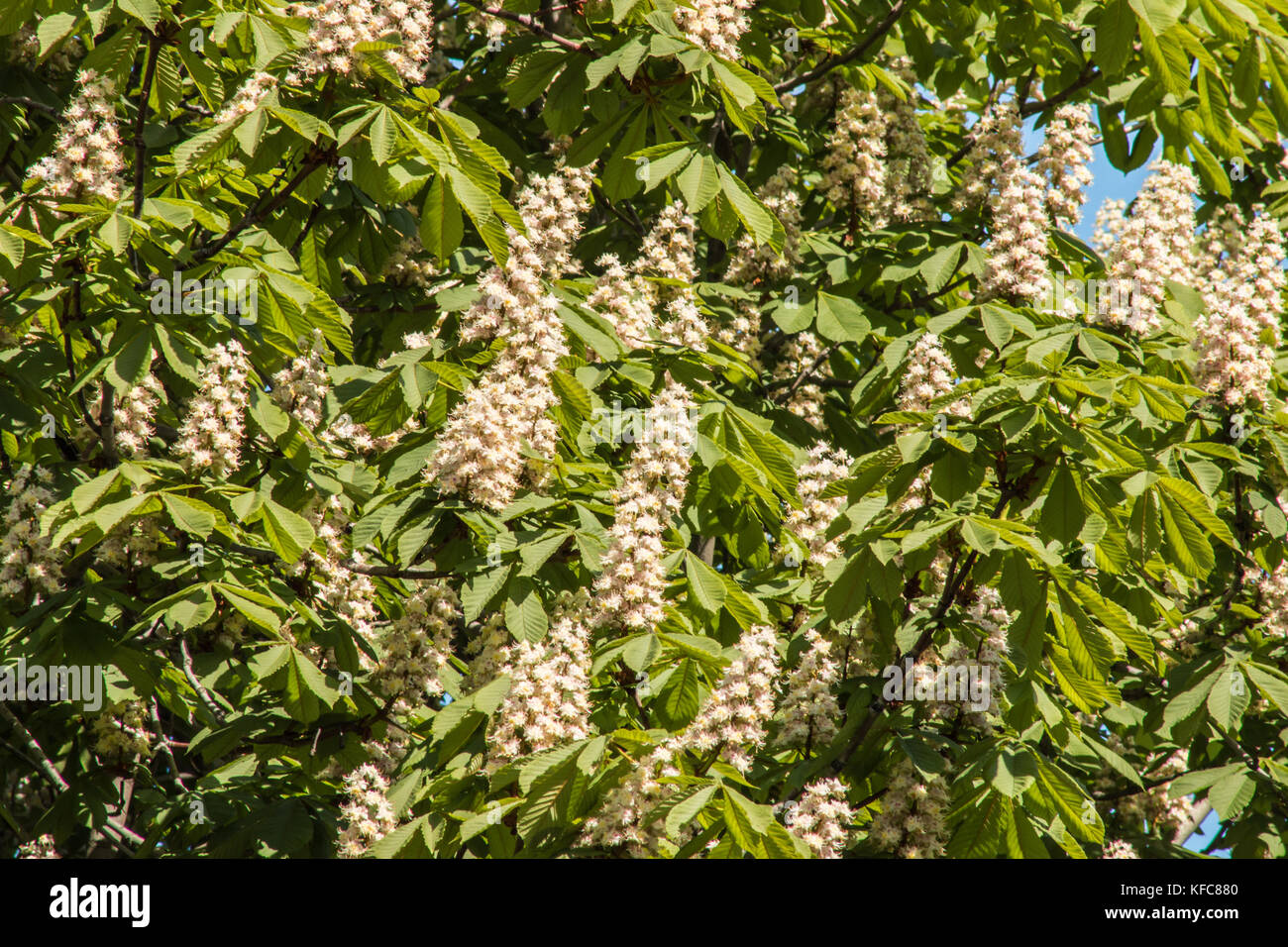 The crown of an abundantly flowering chestnut in early spring Stock ...