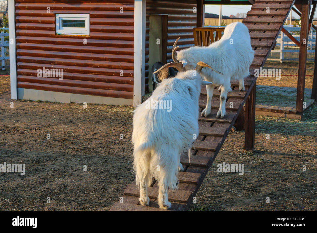 Two goats goat fight fighting hi-res stock photography and images - Alamy
