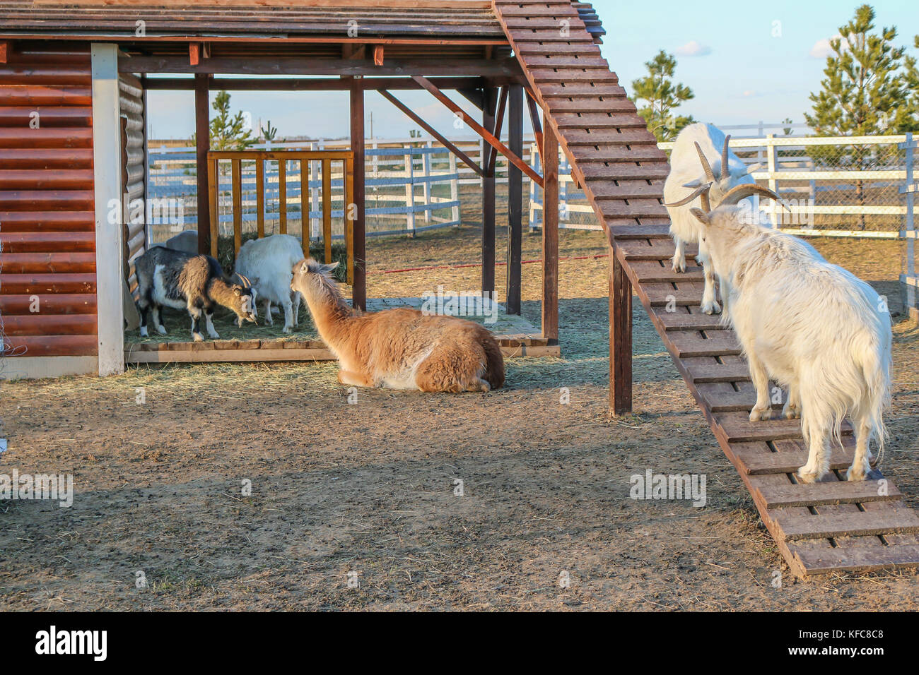 Two white goats fight with horns on a sloping staircase and the lama ...