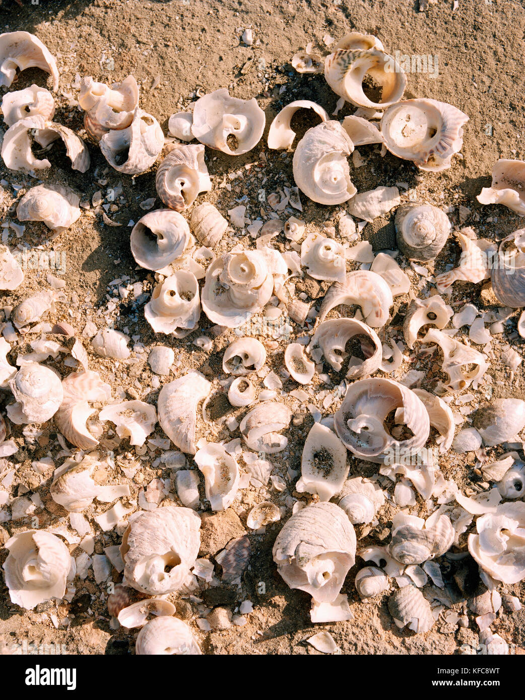 AUSTRALIA, Kangaroo Island, Hanson bay, broken shells on beach Stock ...