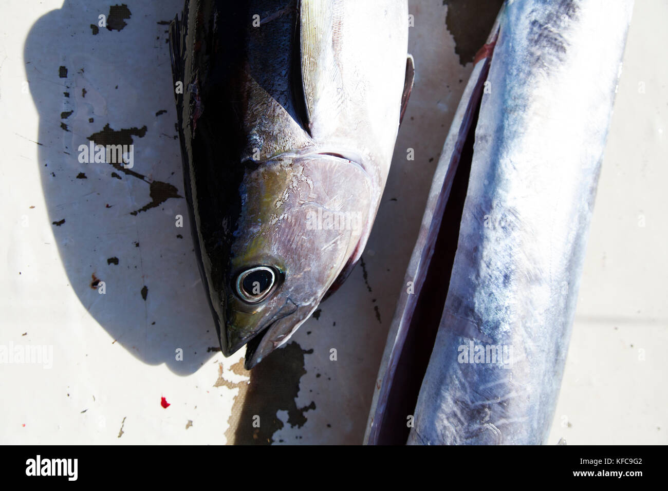 King mackerel fish hi-res stock photography and images - Alamy
