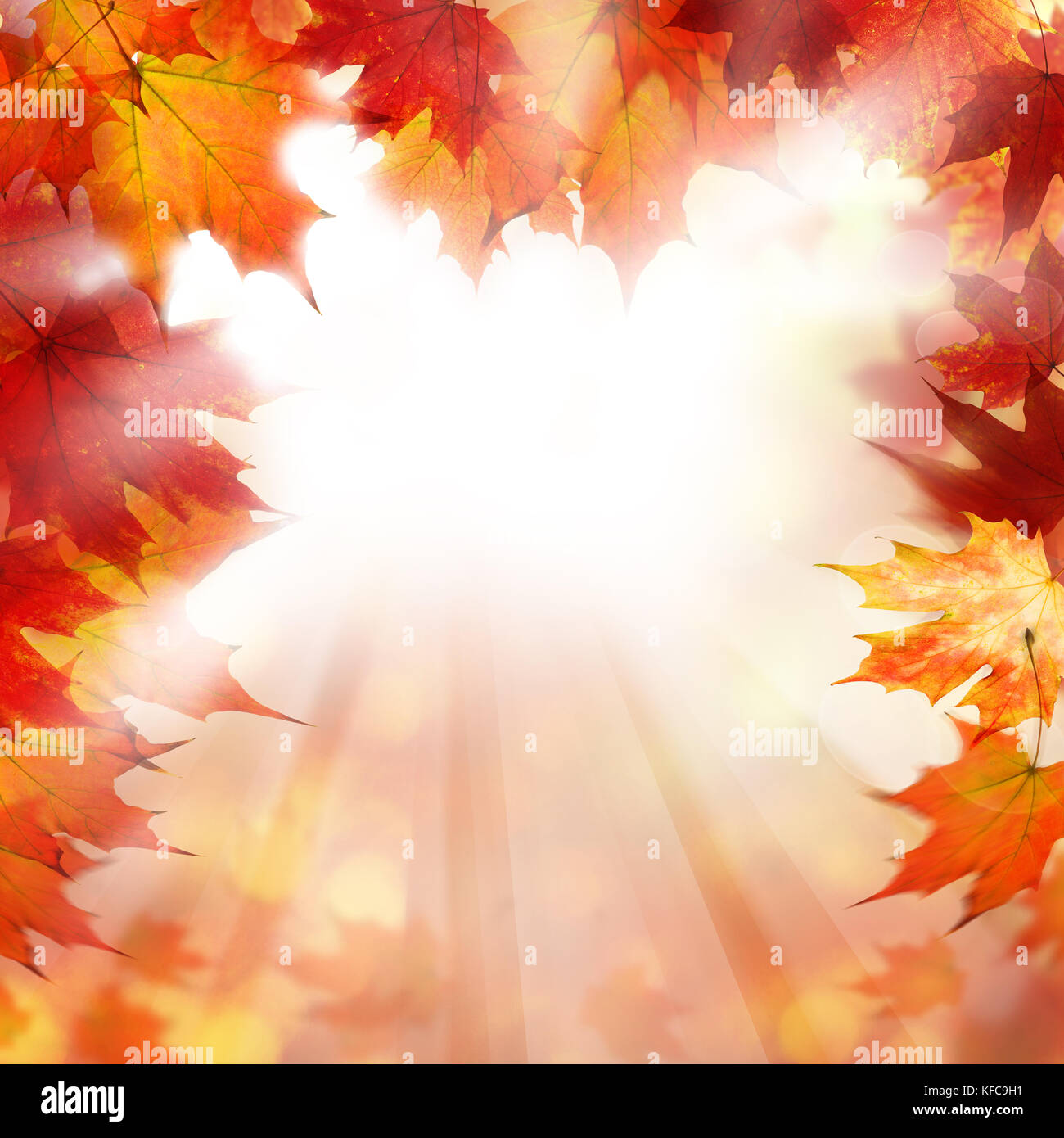 Autumn Orange Border Background with Fall Maple Leaves and White ...