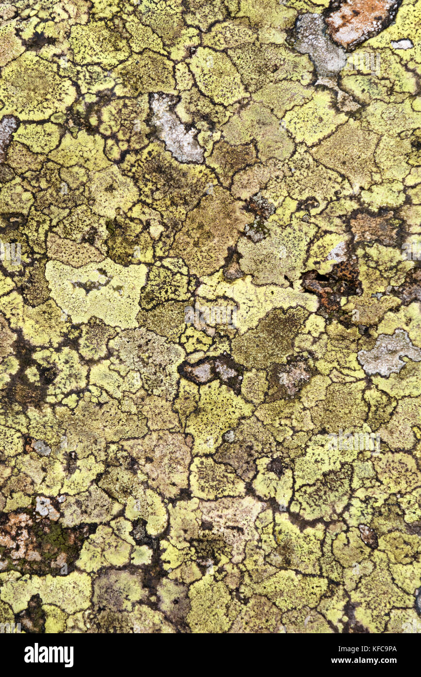 Lichen growing on stone hi-res stock photography and images - Alamy