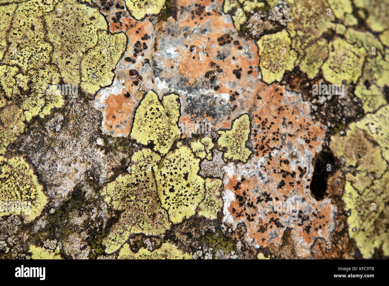 Lichen growing on stone hi-res stock photography and images - Alamy