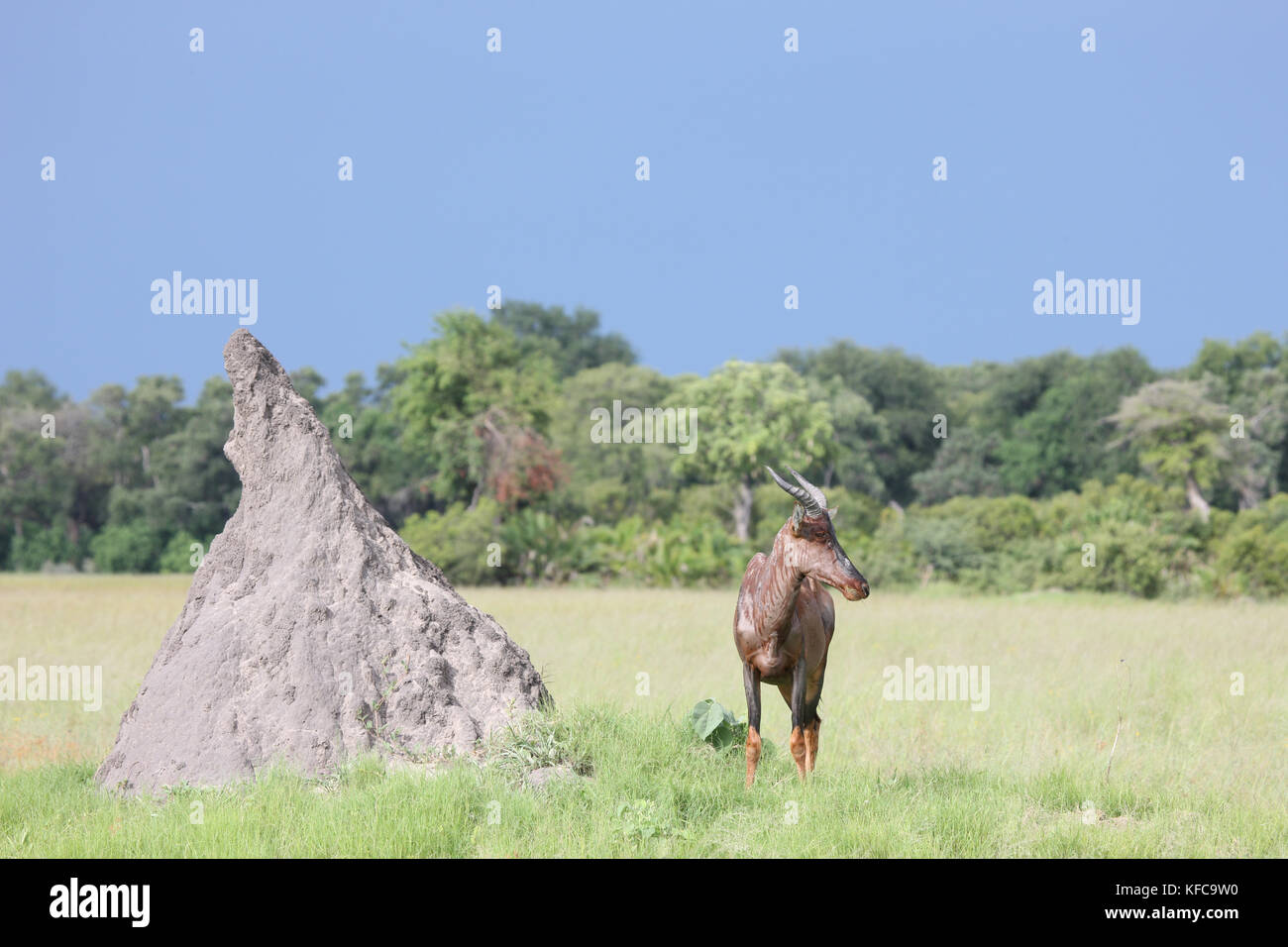 Wild Tsessebe Antelope in African Botswana savannah Stock Photo - Alamy