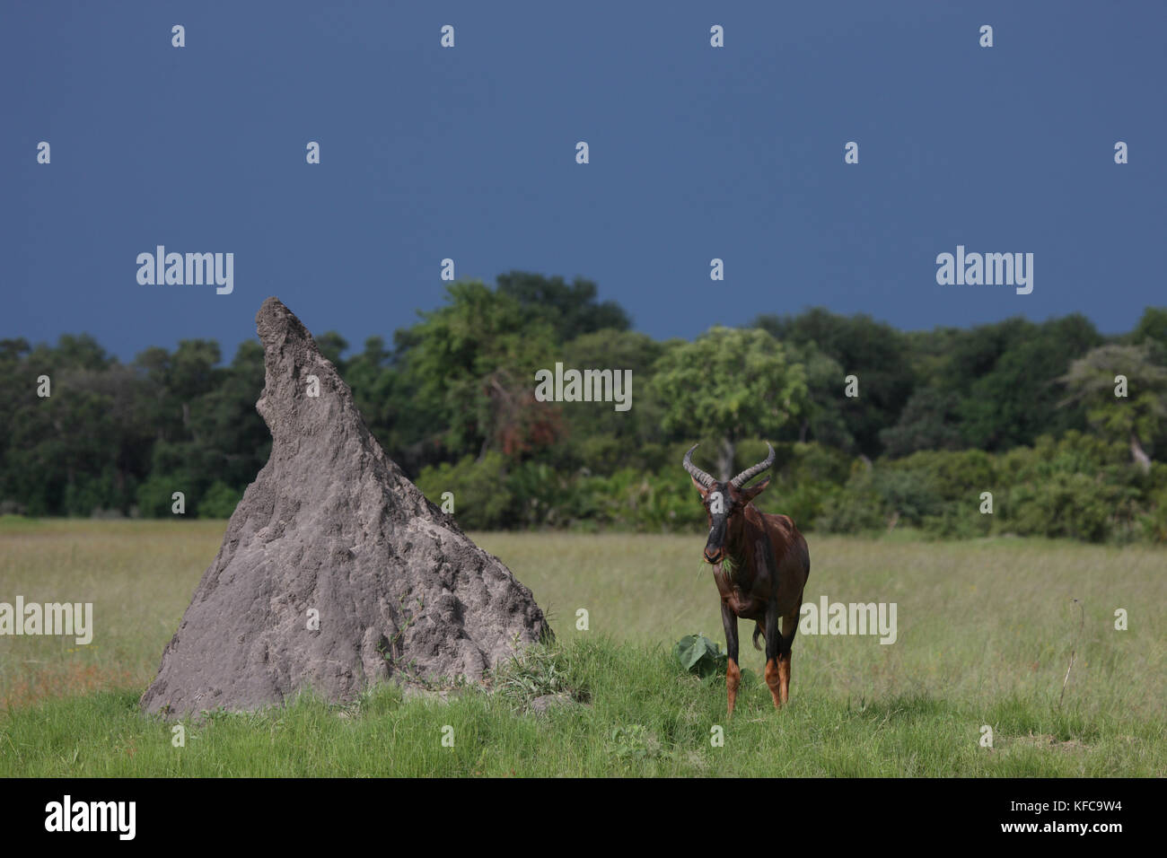 Wild Tsessebe Antelope in African Botswana savannah Stock Photo - Alamy