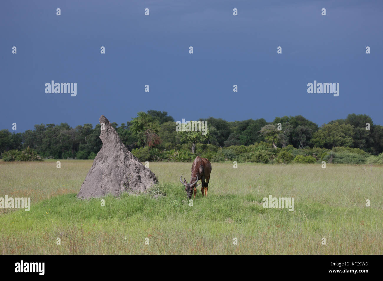Wild Tsessebe Antelope in African Botswana savannah Stock Photo - Alamy