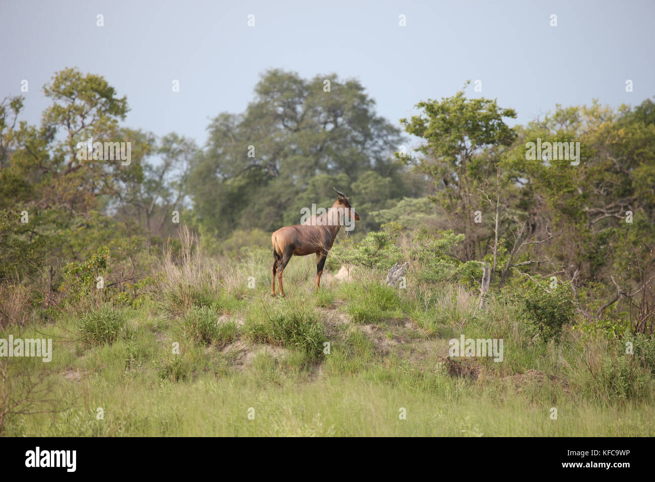 Wild Tsessebe Antelope in African Botswana savannah Stock Photo - Alamy