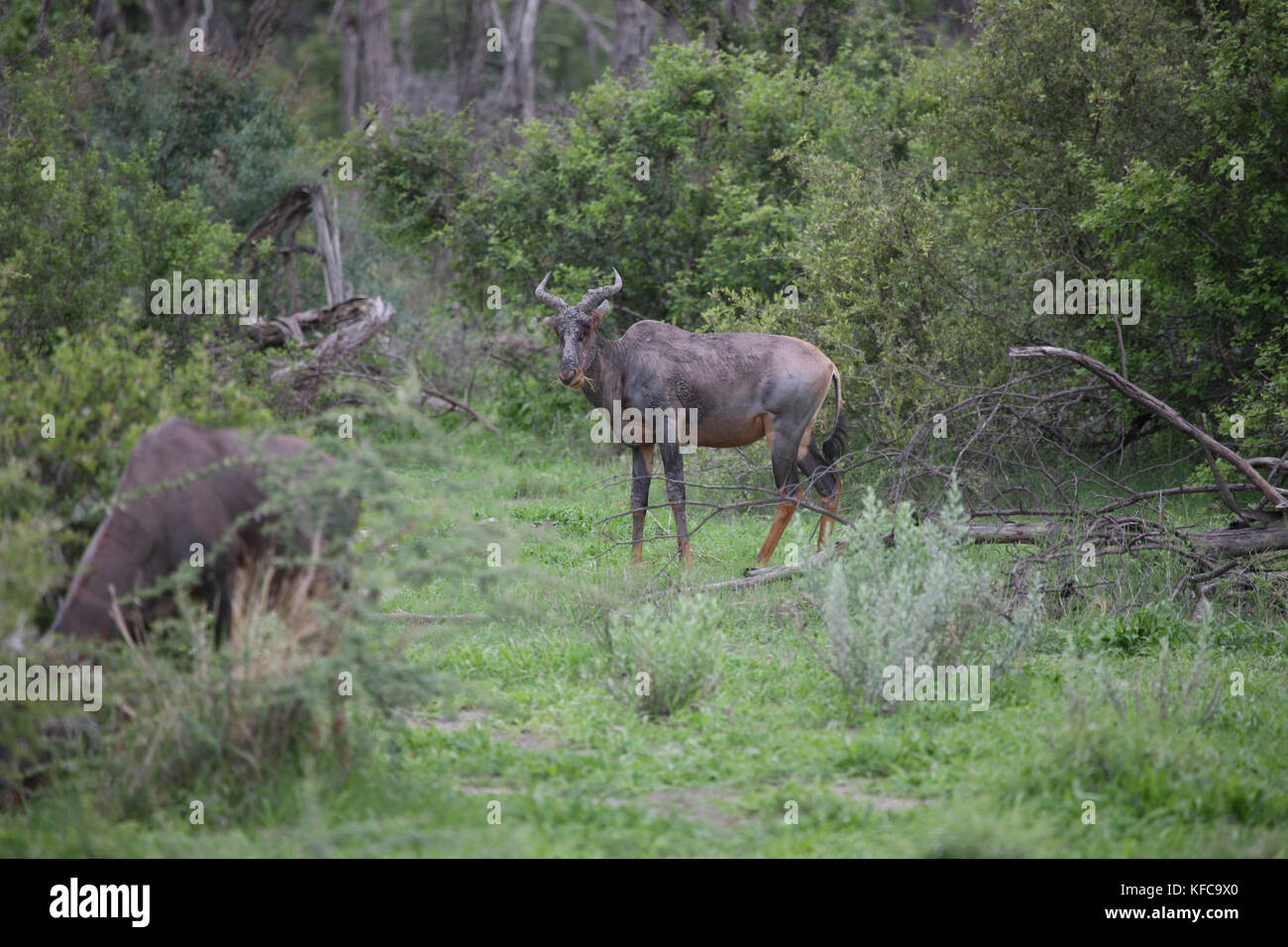 Wild Tsessebe Antelope in African Botswana savannah Stock Photo - Alamy