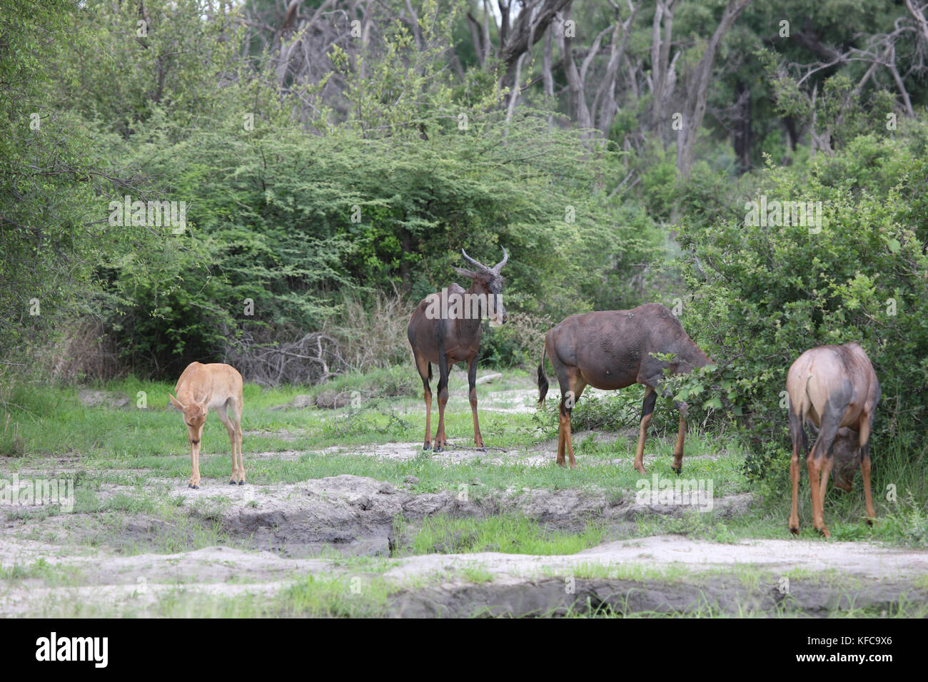 Wild Tsessebe Antelope in African Botswana savannah Stock Photo - Alamy
