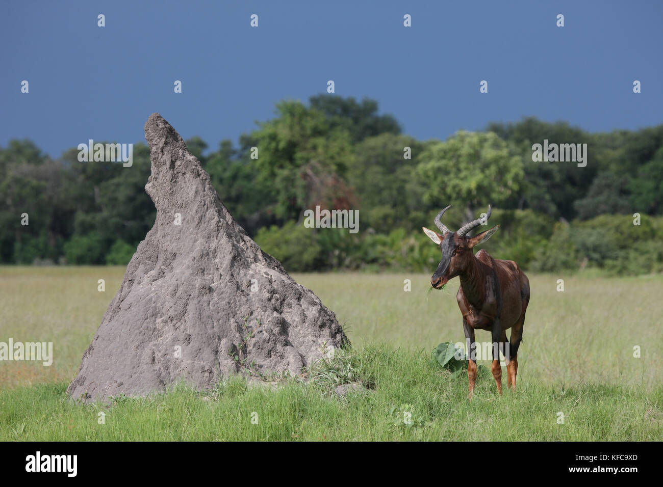 Wild Tsessebe Antelope in African Botswana savannah Stock Photo - Alamy