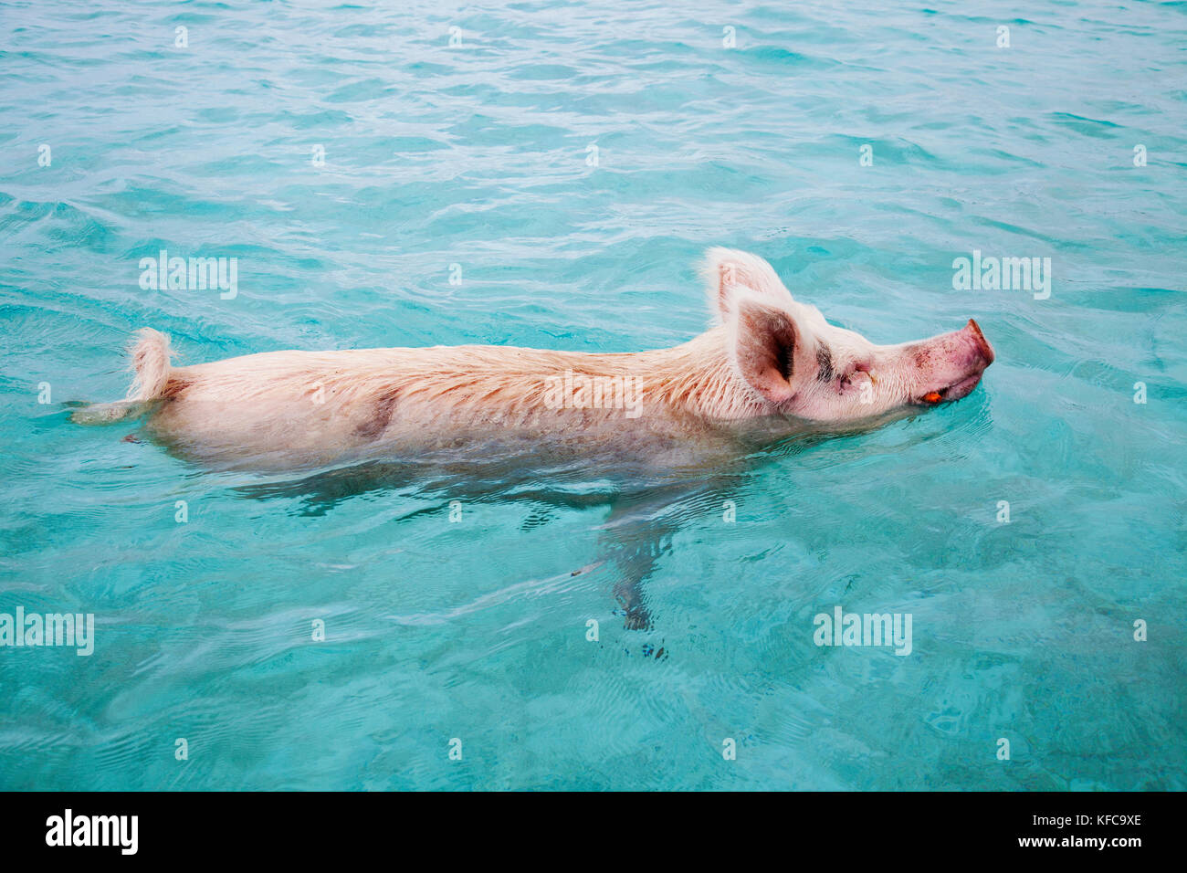 EXUMA, Bahamas. Swimming pigs at Big Major Cay Stock Photo - Alamy