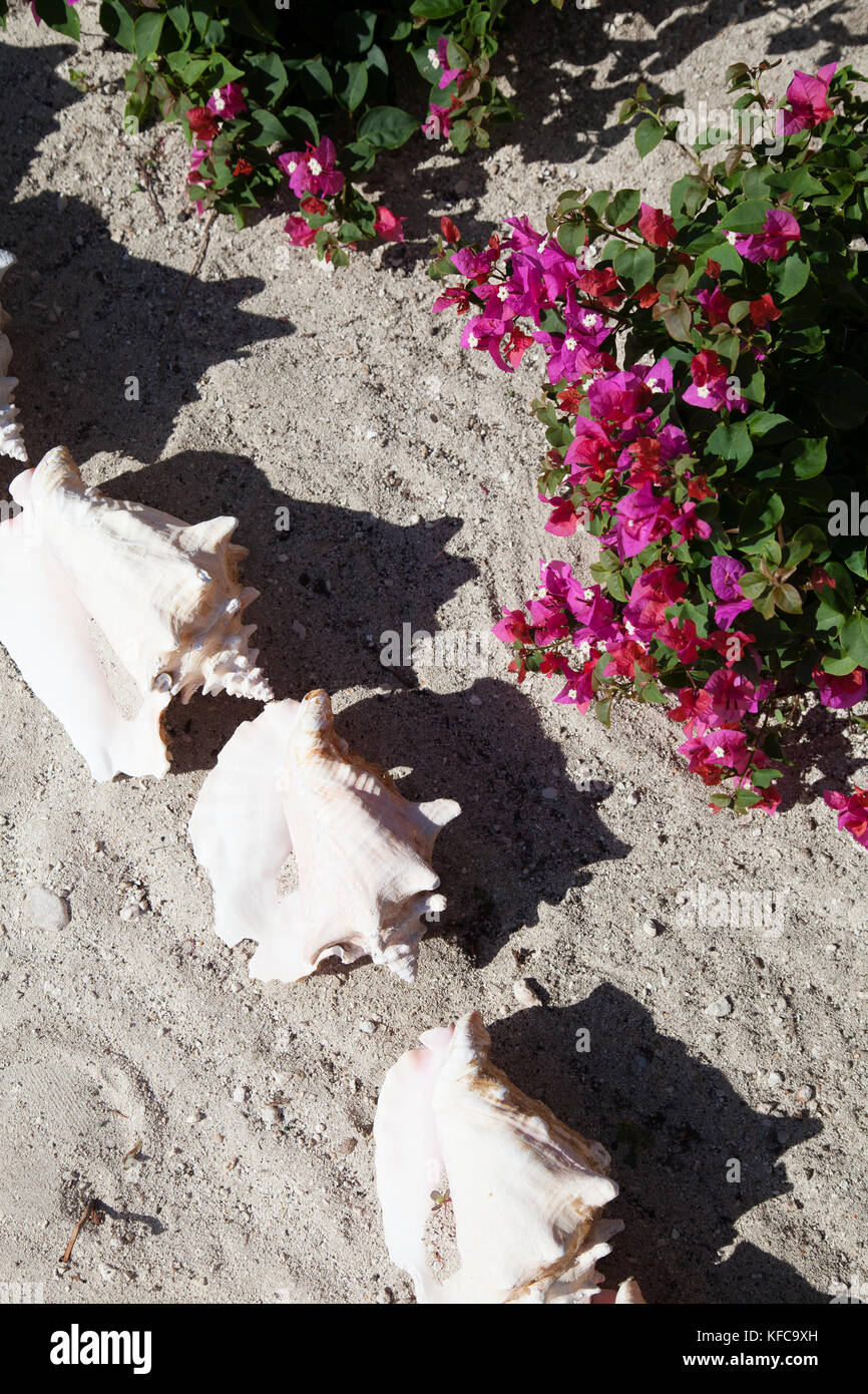 EXUMA, Bahamas. Shells lining a path at the Fowl Cay Resort Stock Photo ...
