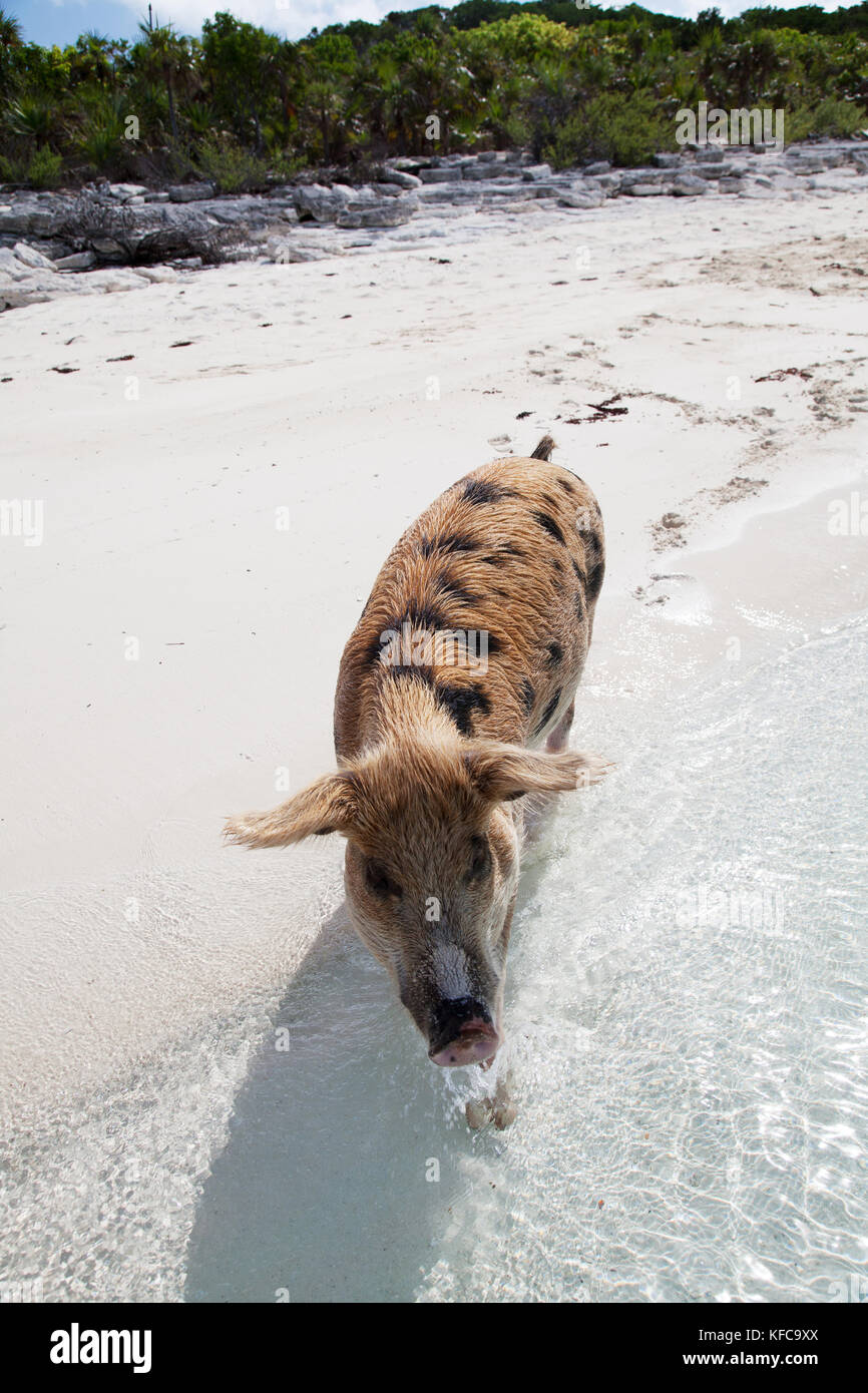 EXUMA, Bahamas. Swimming pigs at Big Major Cay Stock Photo - Alamy