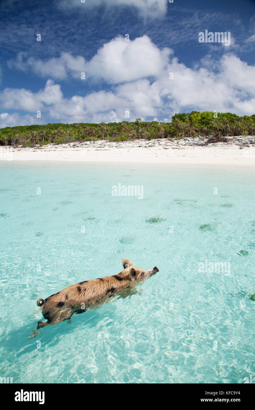 EXUMA, Bahamas. Swimming pigs at Big Major Cay Stock Photo - Alamy