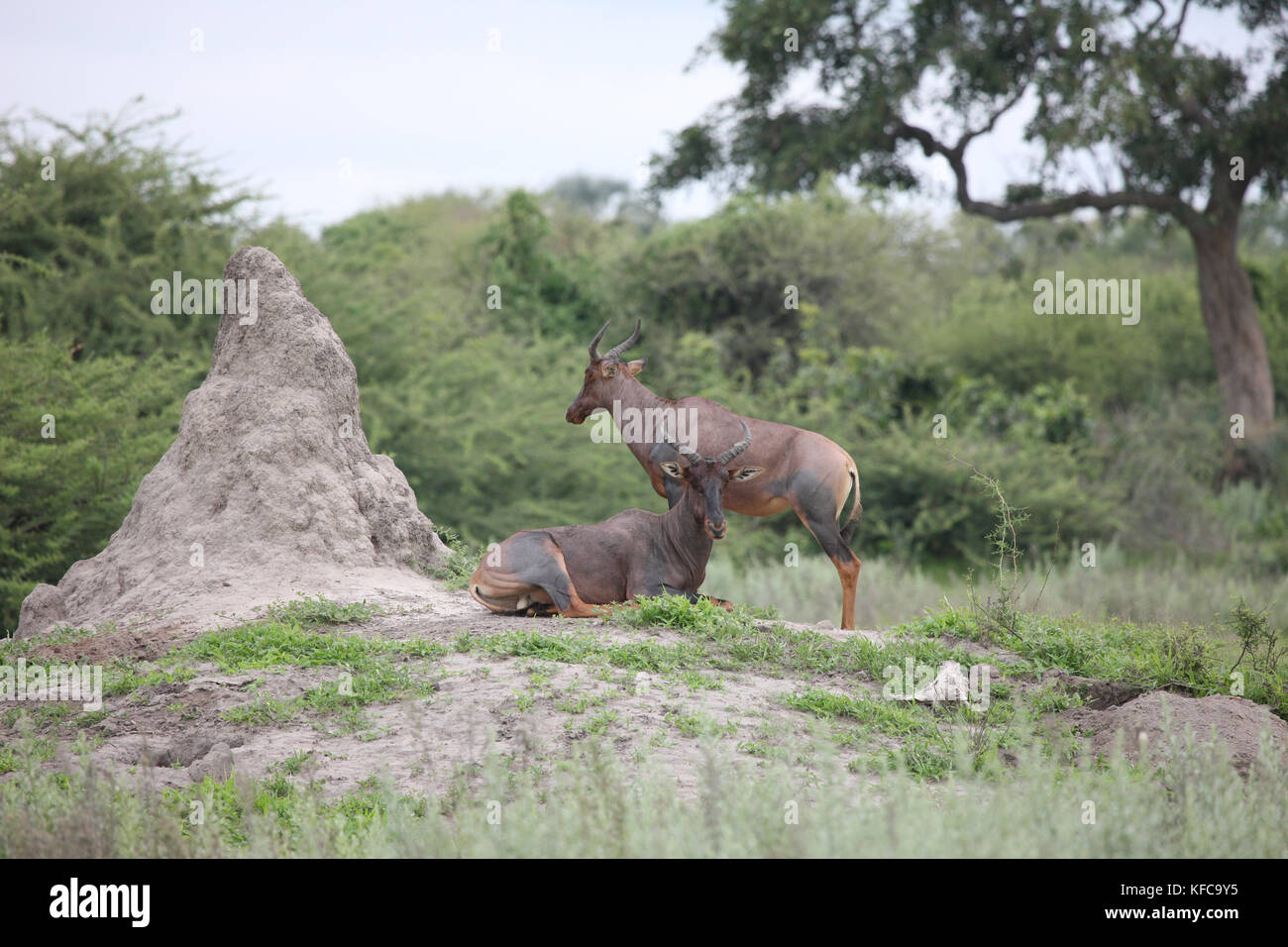 Wild Tsessebe Antelope in African Botswana savannah Stock Photo - Alamy