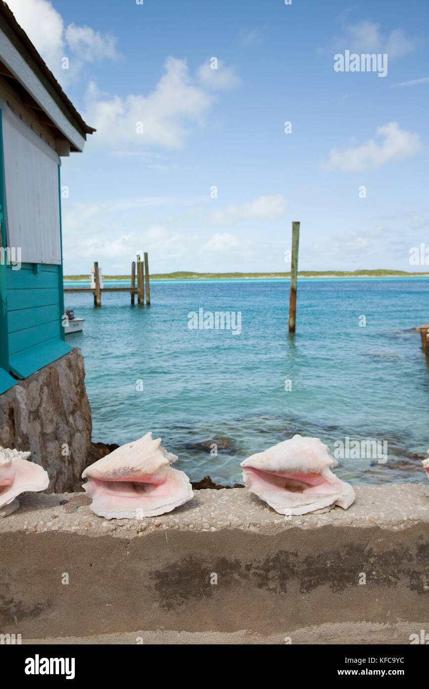 Seashells in bahamas hi-res stock photography and images - Alamy