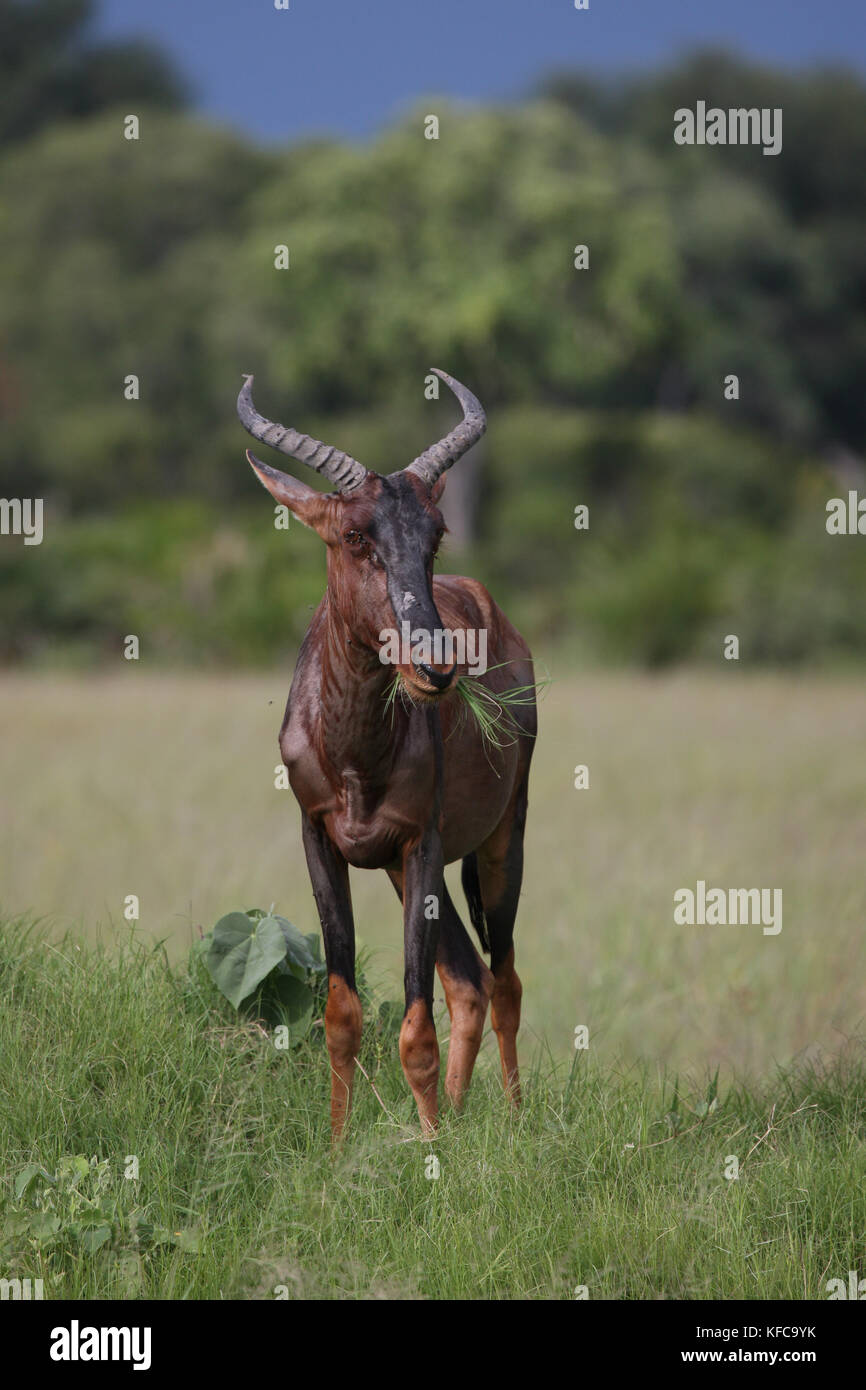 Wild Tsessebe Antelope in African Botswana savannah Stock Photo - Alamy