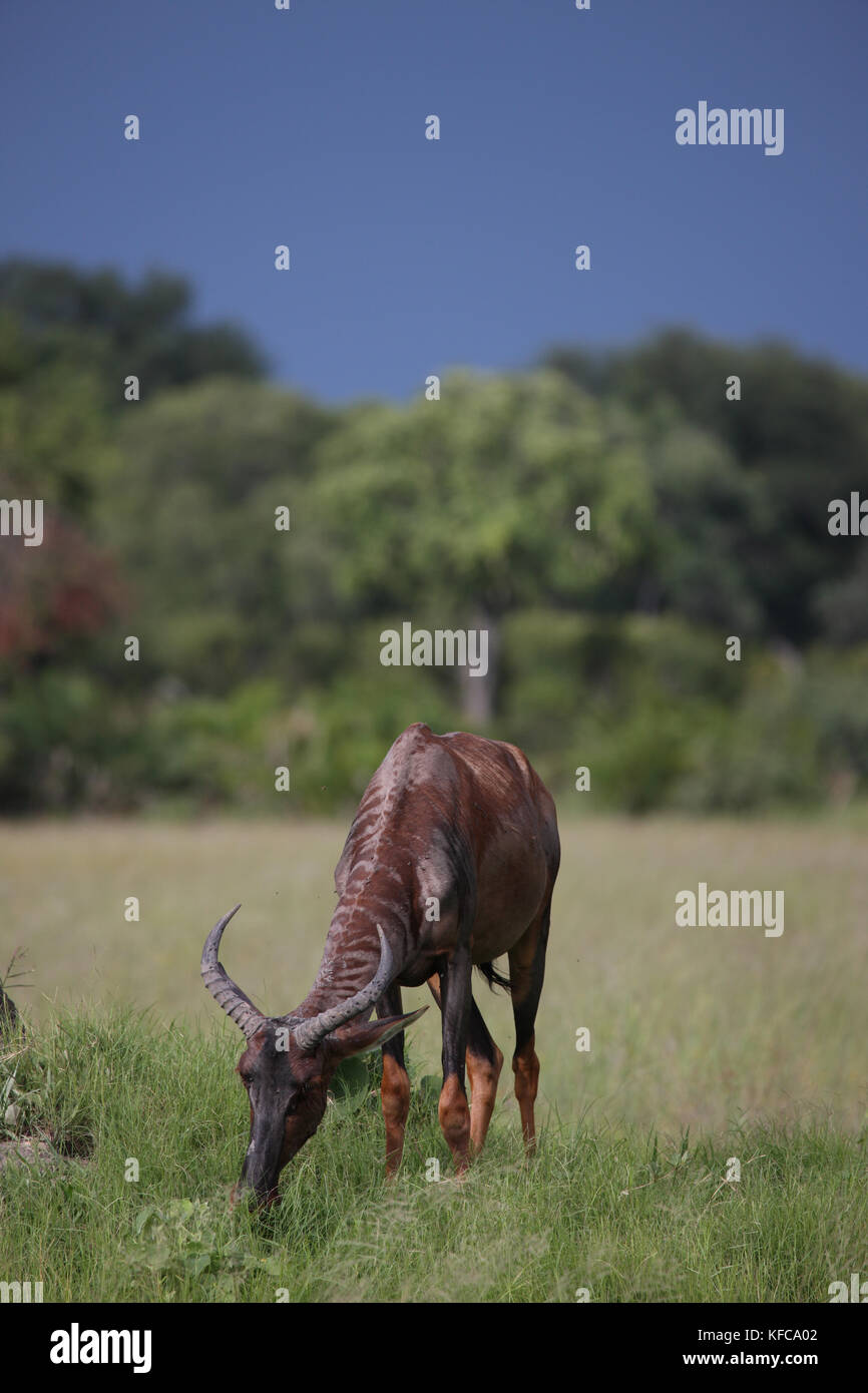Wild Tsessebe Antelope in African Botswana savannah Stock Photo - Alamy