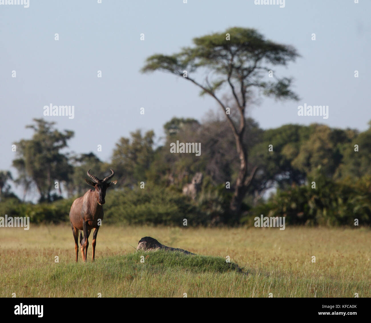 Tsesebe hi-res stock photography and images - Alamy