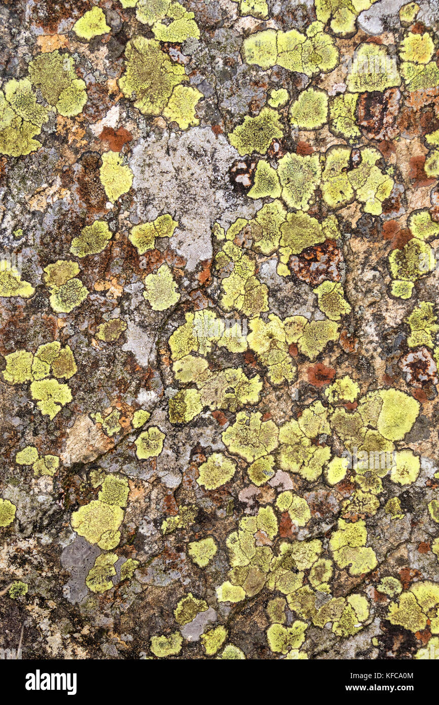 Lichen lichens growing on hi-res stock photography and images - Alamy