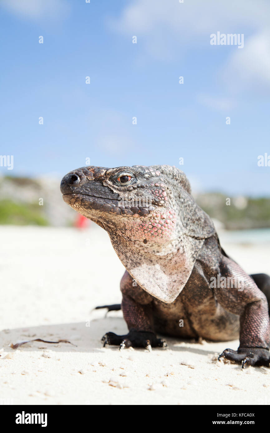 EXUMA, Bahamas. Iguanas on Guana Cay Stock Photo - Alamy