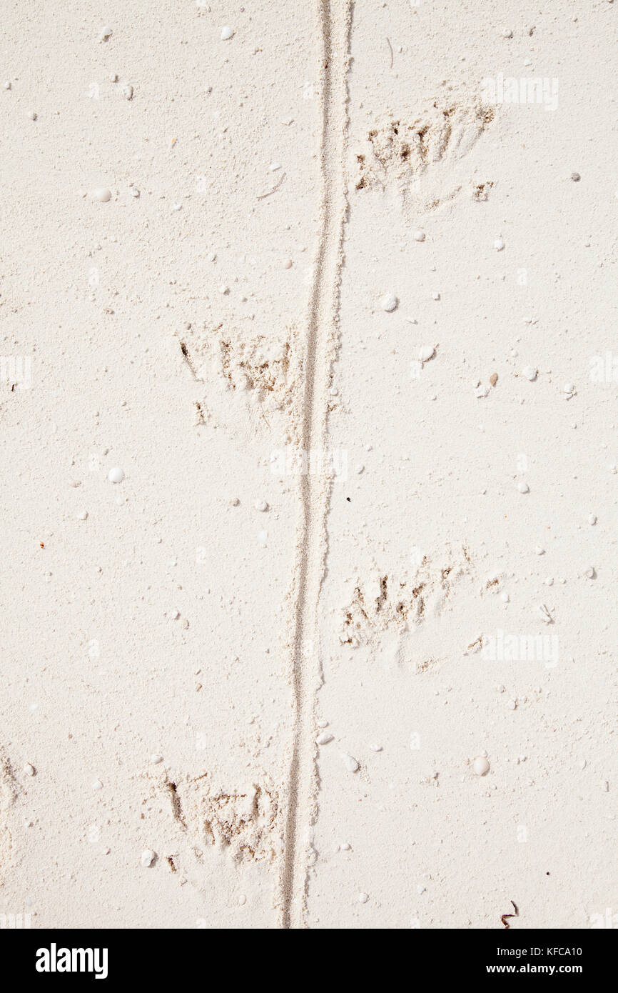 Iguana footprint hi-res stock photography and images - Alamy