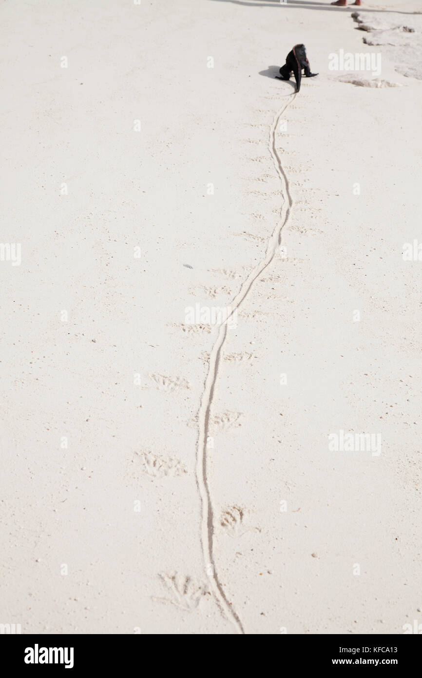 Iguana footprint hi-res stock photography and images - Alamy
