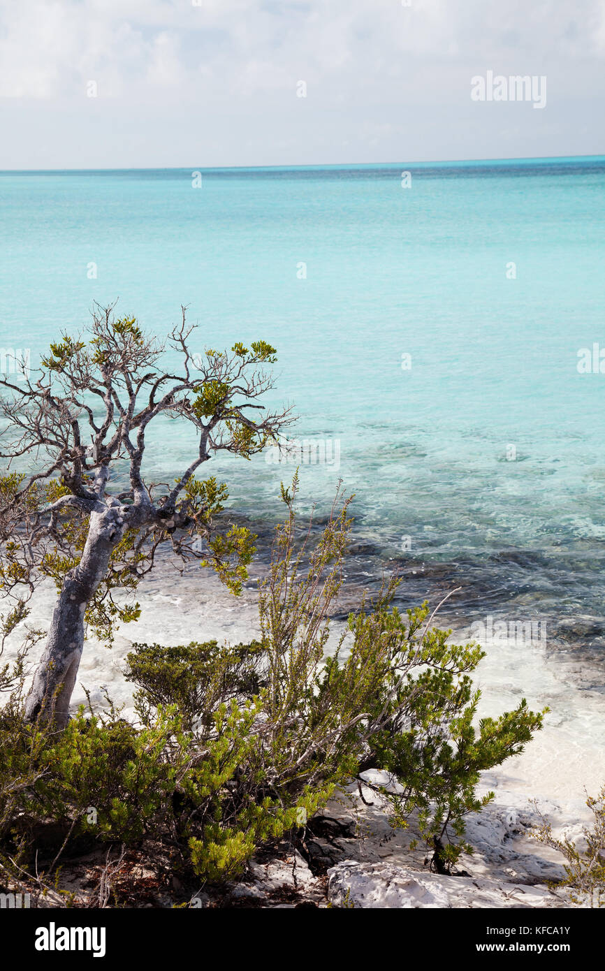 EXUMA, Bahamas. A beach and the coasline of Compass Cay Stock Photo - Alamy