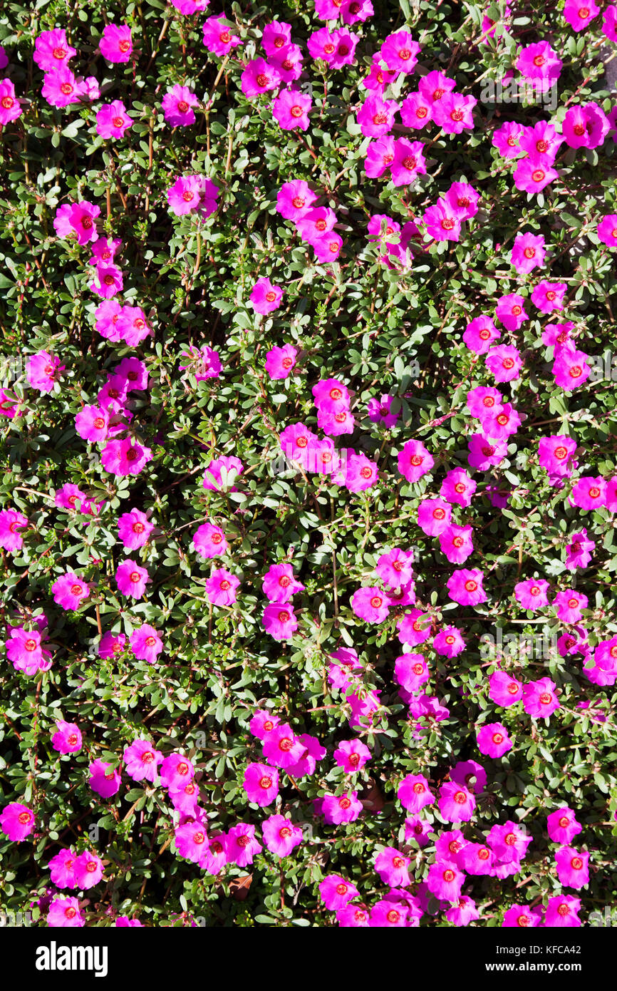 EXUMA, Bahamas. Flowers at the Fowl Cay Resort Stock Photo - Alamy