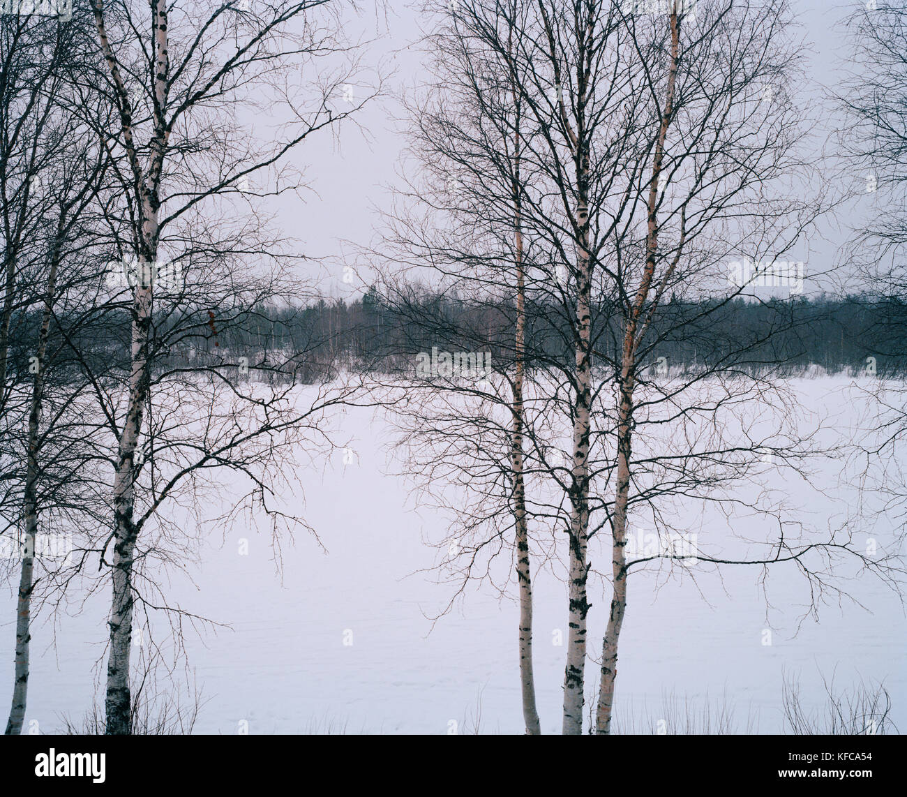 FINLAND, Inari, bare tree by frozen Inarjarvi lake Stock Photo - Alamy