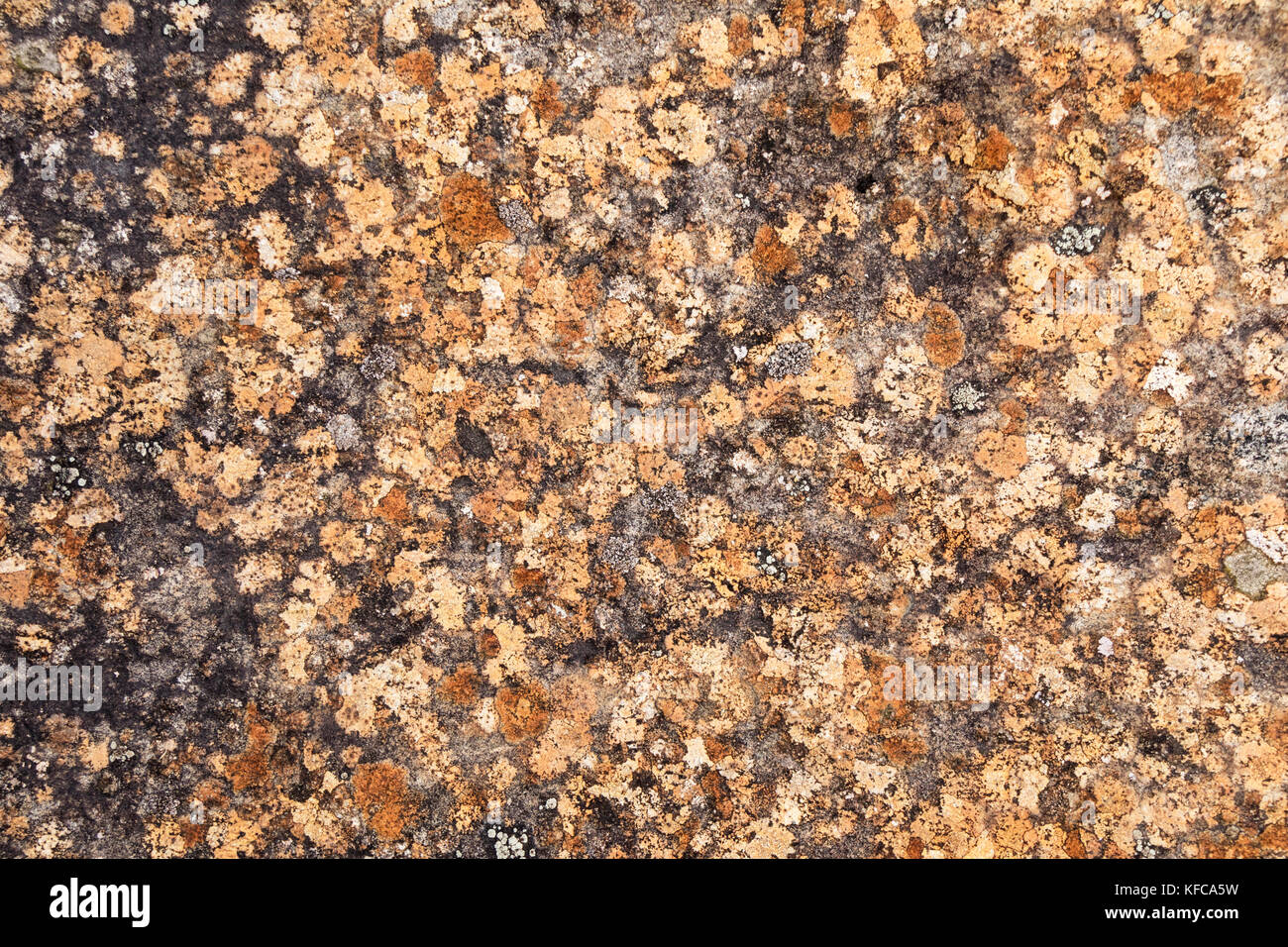 Lichen growing on stone hi-res stock photography and images - Alamy