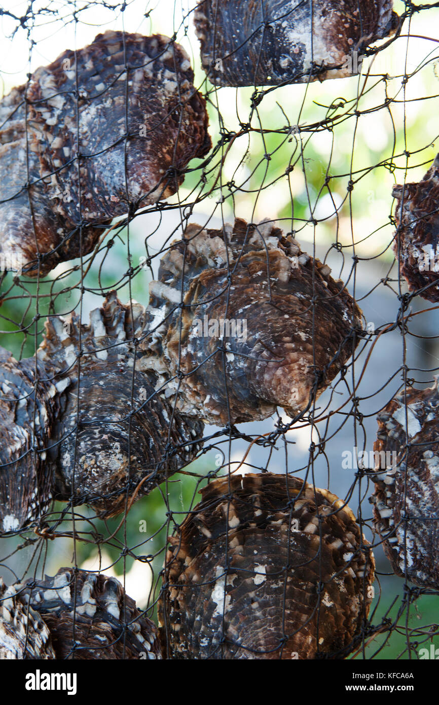 FRENCH POLYNESIA, Tahiti. Oysters shell drying in a net in Papenoo ...