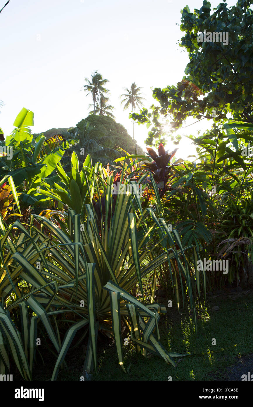 FRENCH POLYNESIA, Tahiti. A landscape of vegetation and trees in ...