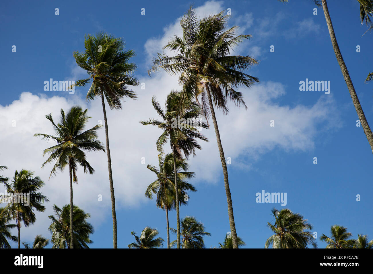 FRENCH POLYNESIA, Tahiti. Coconut trees along the blue sky Stock Photo ...
