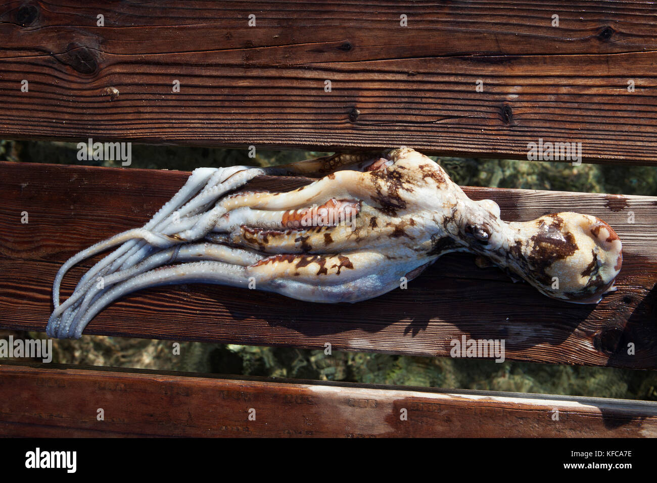 FRENCH POLYNESIA, Raiatea Island. A dead octopus on a dock Stock Photo ...