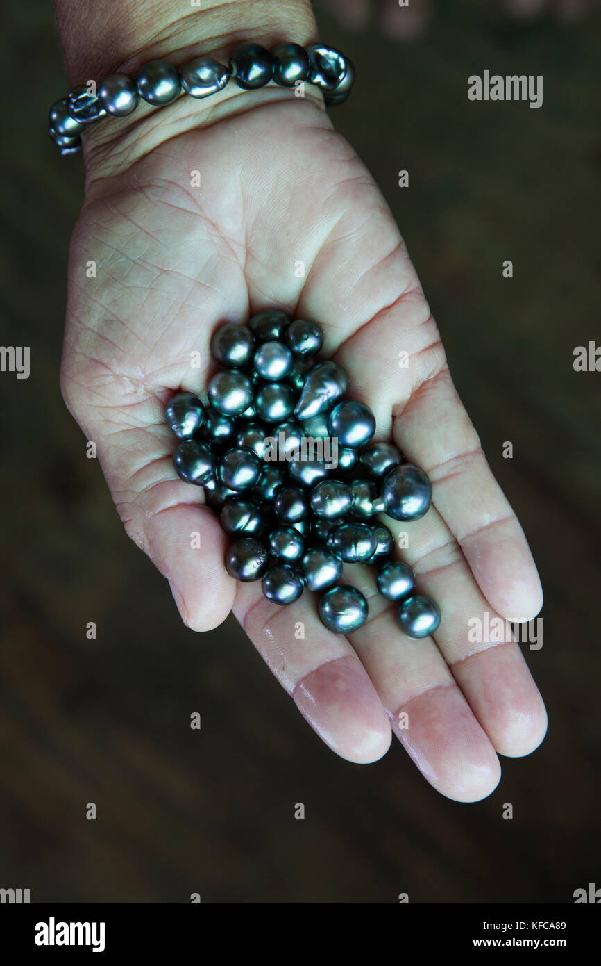 FRENCH POLYNESIA, Raiatea. Black pearls at the Raimana Pearl Farm Stock ...